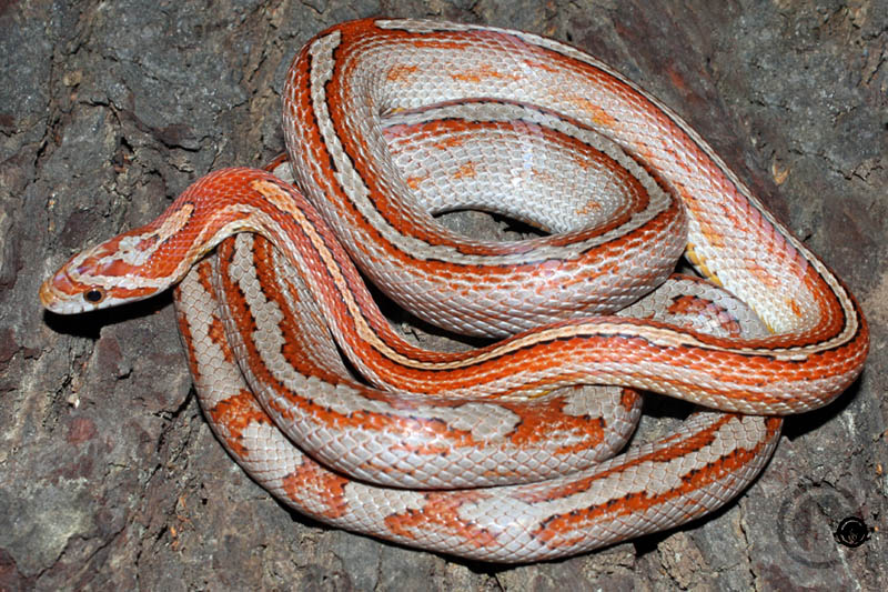 Farbvarianten-Lexikon.de