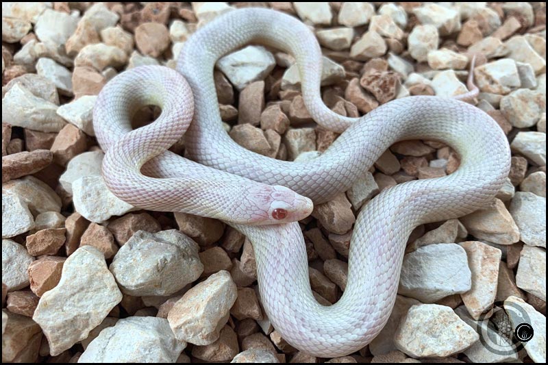 Farbvarianten-Lexikon.de