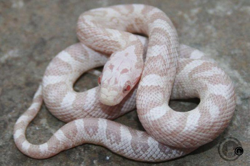 Farbvarianten-Lexikon.de